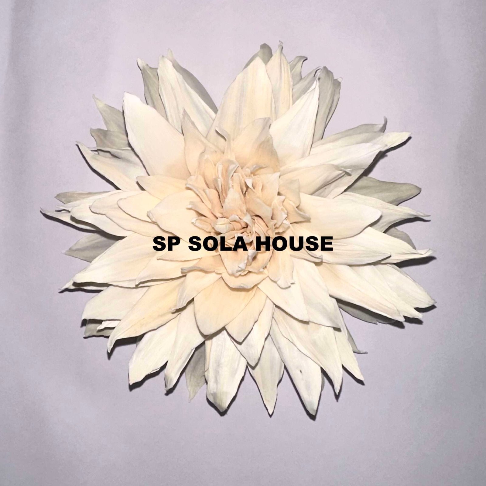 Semi-Cactus Dahlia Sola Flower - Sola Flower Export