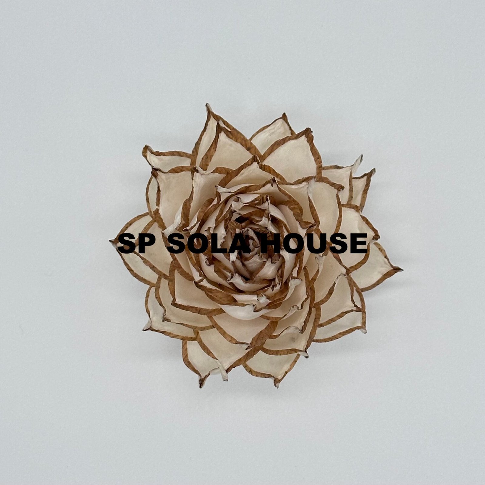 Brown edge Lotus - Sola Flower Export