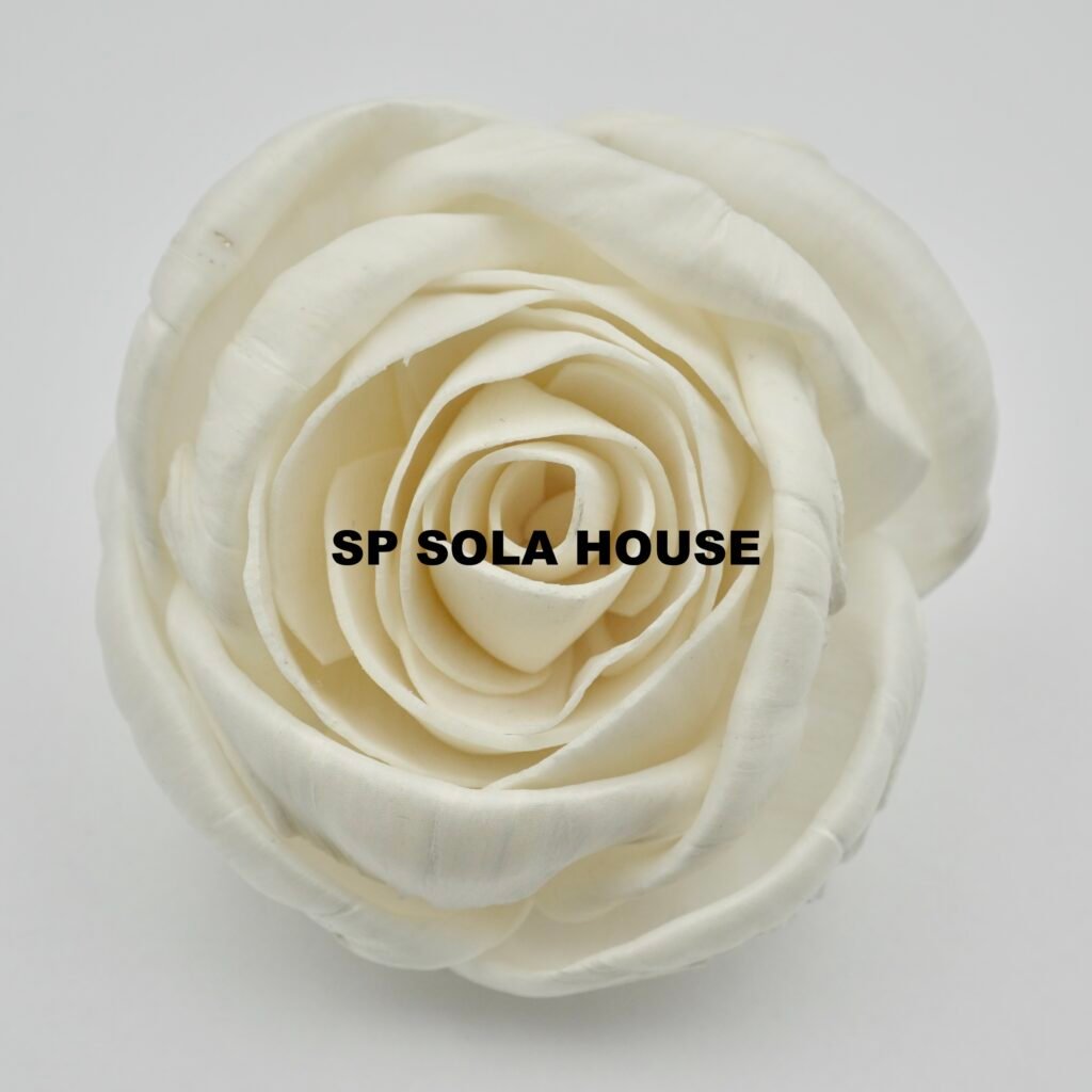 Modern Rose - Sola Flower Export